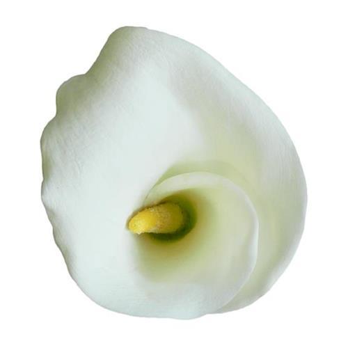 Wholesale Magnum Open Cut White Calla Lily Delivered Online | FlowerFarm